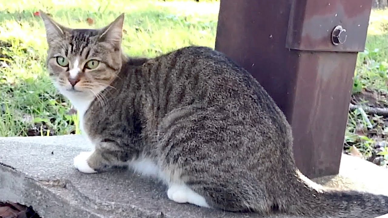 Grey and White Tabby Cat & Male Calico Cat at a Town 2 Nov 2023 #cat # ...