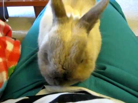 Pikachu the bunny loves getting pets - YouTube