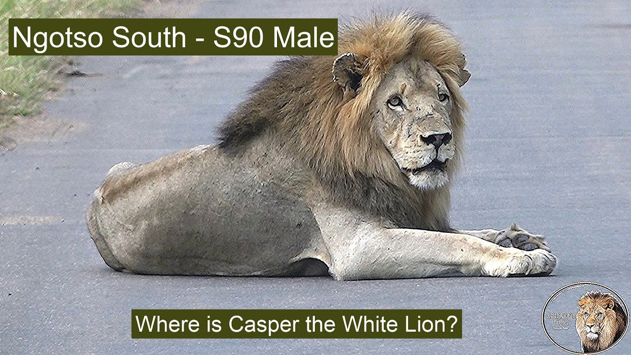 White Lion Animal Facts