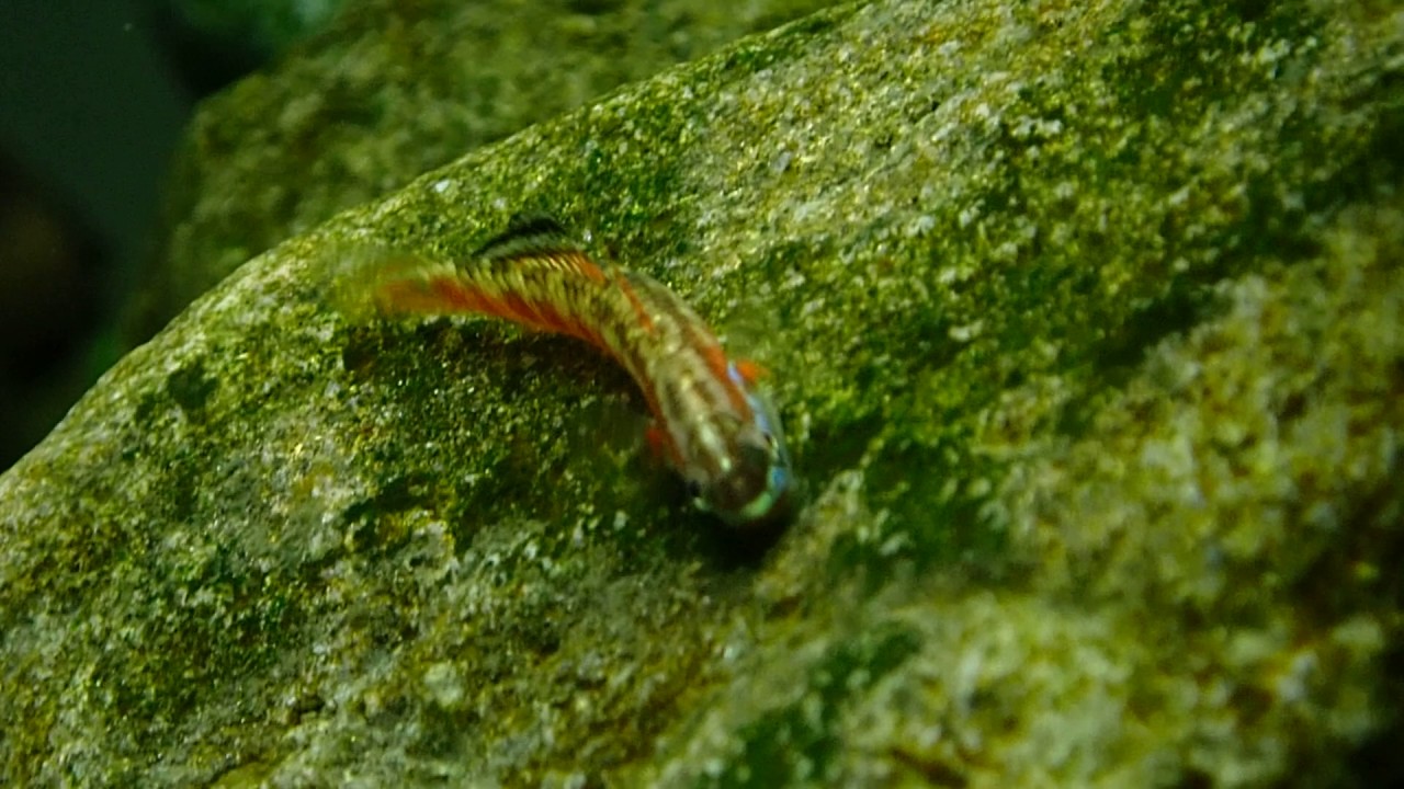 Stiphodon rutilaureus - YouTube