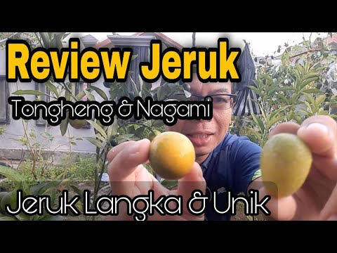 Review Jeruk Tongheng dan Nagami - YouTube