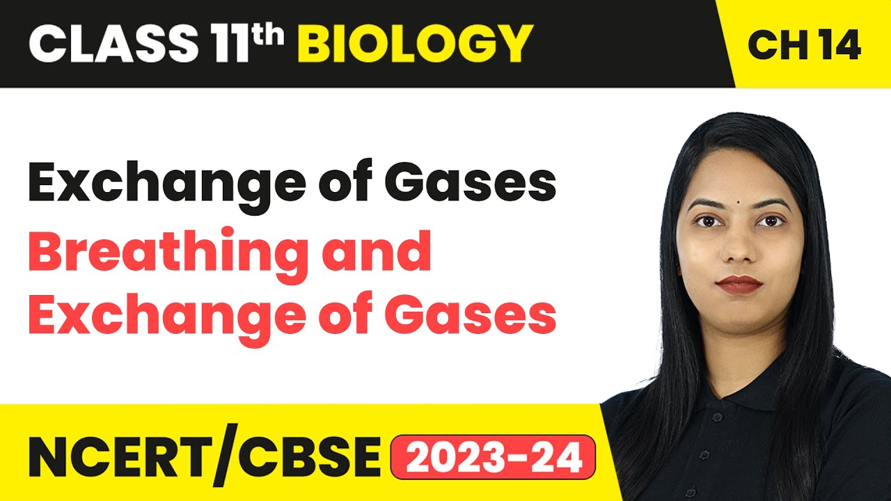 Exchange of Gases - Breathing and Exchange of Gases | Class 11 Biology ...