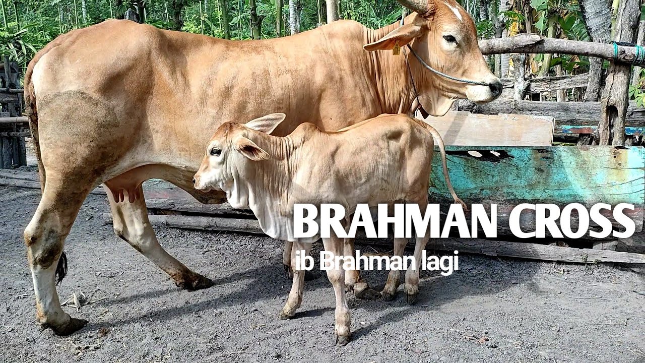BRAHMAN CROSSS MINTA IB BRAHMAN LAGI - YouTube