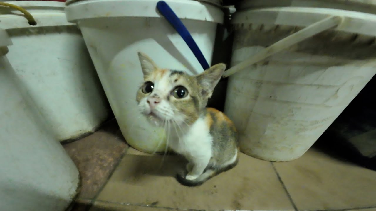 Happy stray cats feeding 14 - YouTube