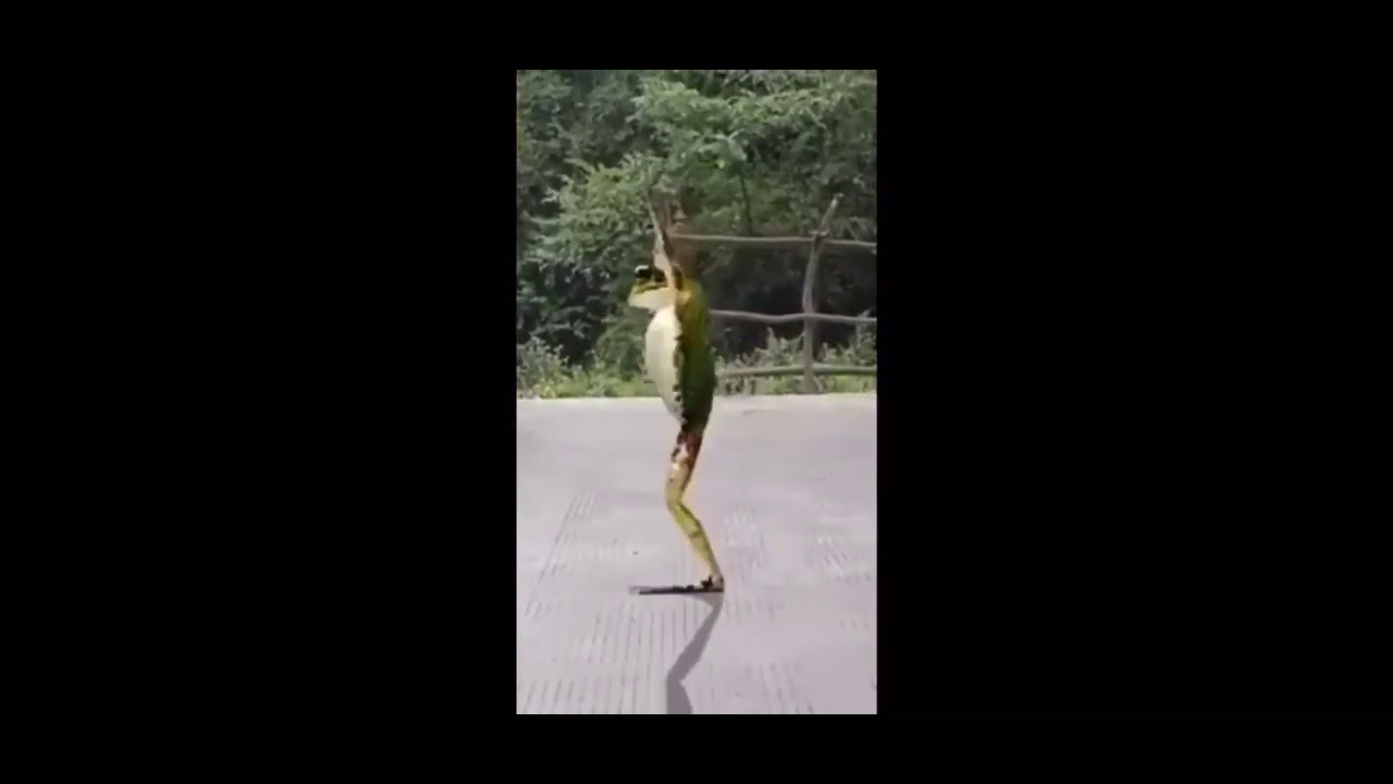 Happy frog🐸 dance💃😆 - YouTube