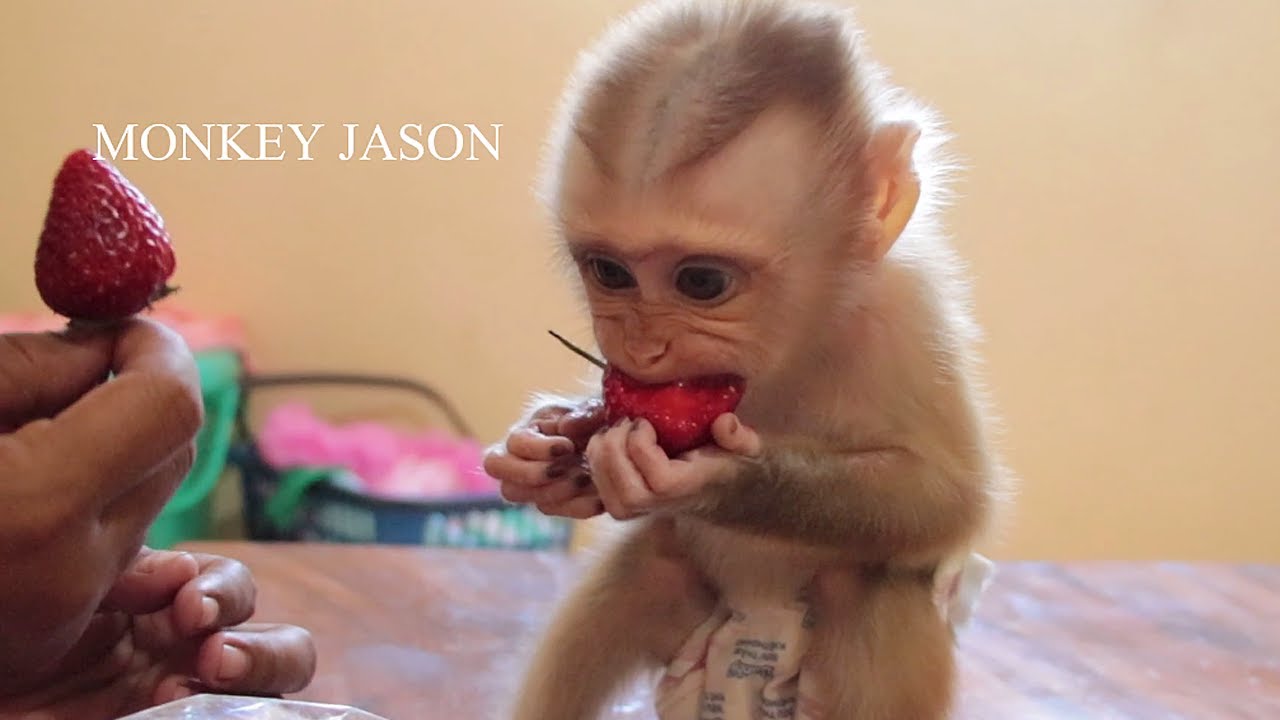 Little Monkey Jason Delightful Eating Strawberry Fruit After Moaning ...