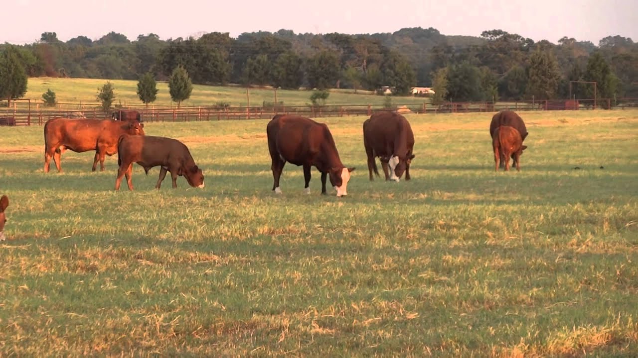 2. Pairs - Cows with Spring Calves - YouTube