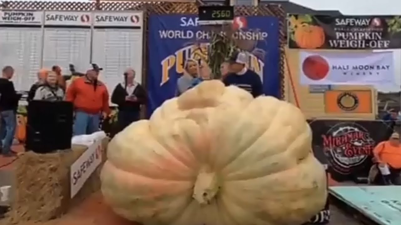 largest Pumpkin. this pumpkin break the world record.1200kg+ - YouTube