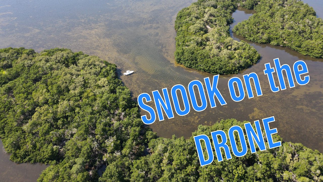 SNOOK eating live bait on the surface-DRONE view - YouTube