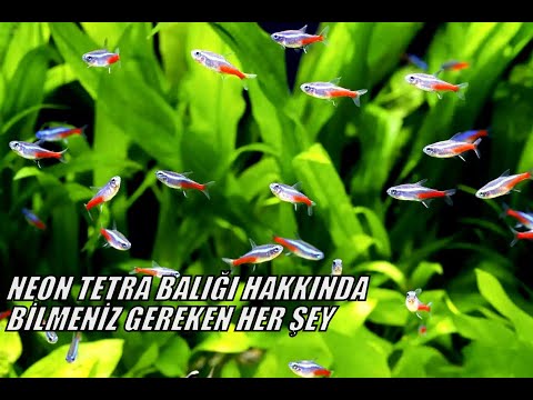 Neon Tetra Balığı Hakkında Bilmeniz Gereken Her Şey