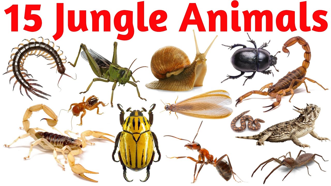 Desert Insects and Crawling Animals for Kids | Learn Desert Creatures ...