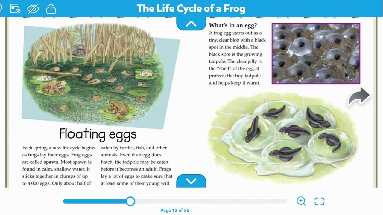 Life Cycle of a Frog Read Aloud - YouTube