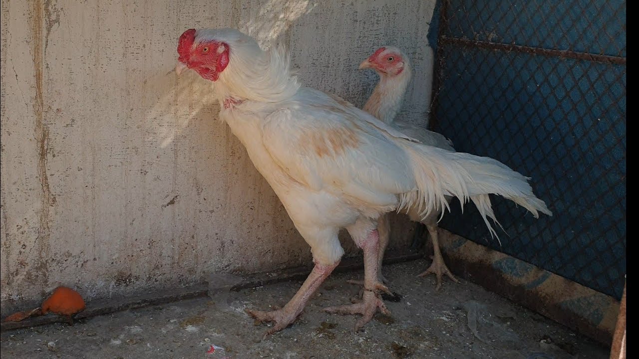 Vid 285. Pure Heera Breed. Aseel Rooster and Hen pair. - YouTube