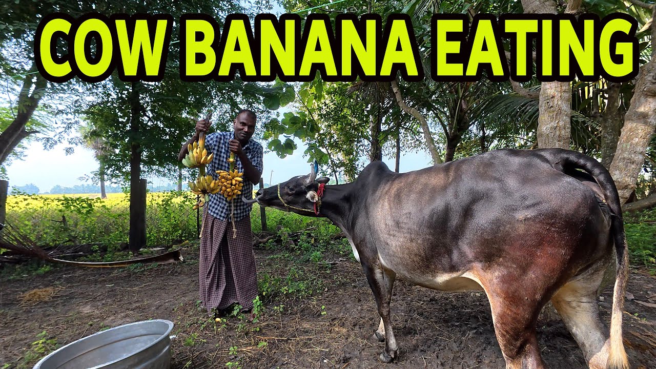 ASMR / COW BANANA EATING and SOUNDS, - YouTube
