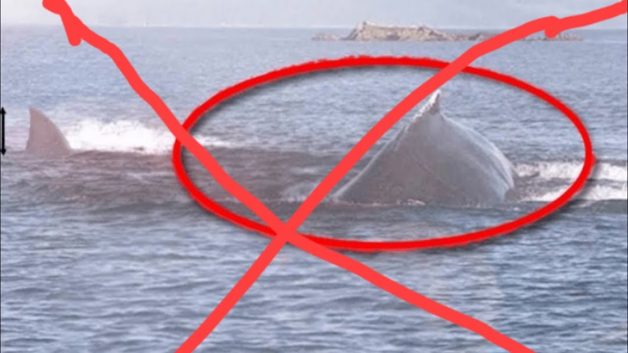 10 megalodons caught on camera and spotted in real life debunked - YouTube