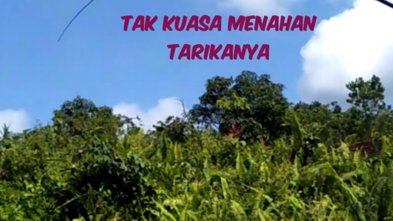 Gillak!!!joranku di bikin seperti ini#mancing mania# ...