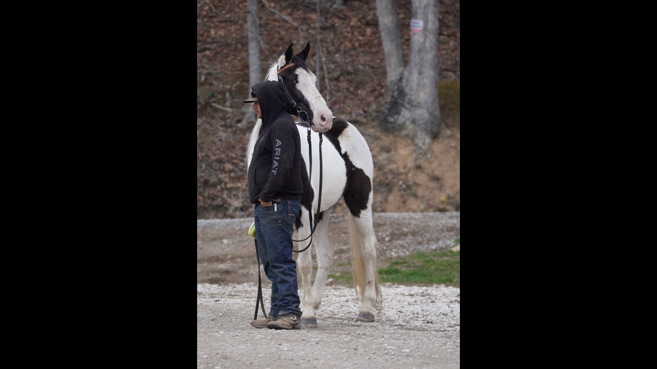 Oreo Tennesse Mare - YouTube
