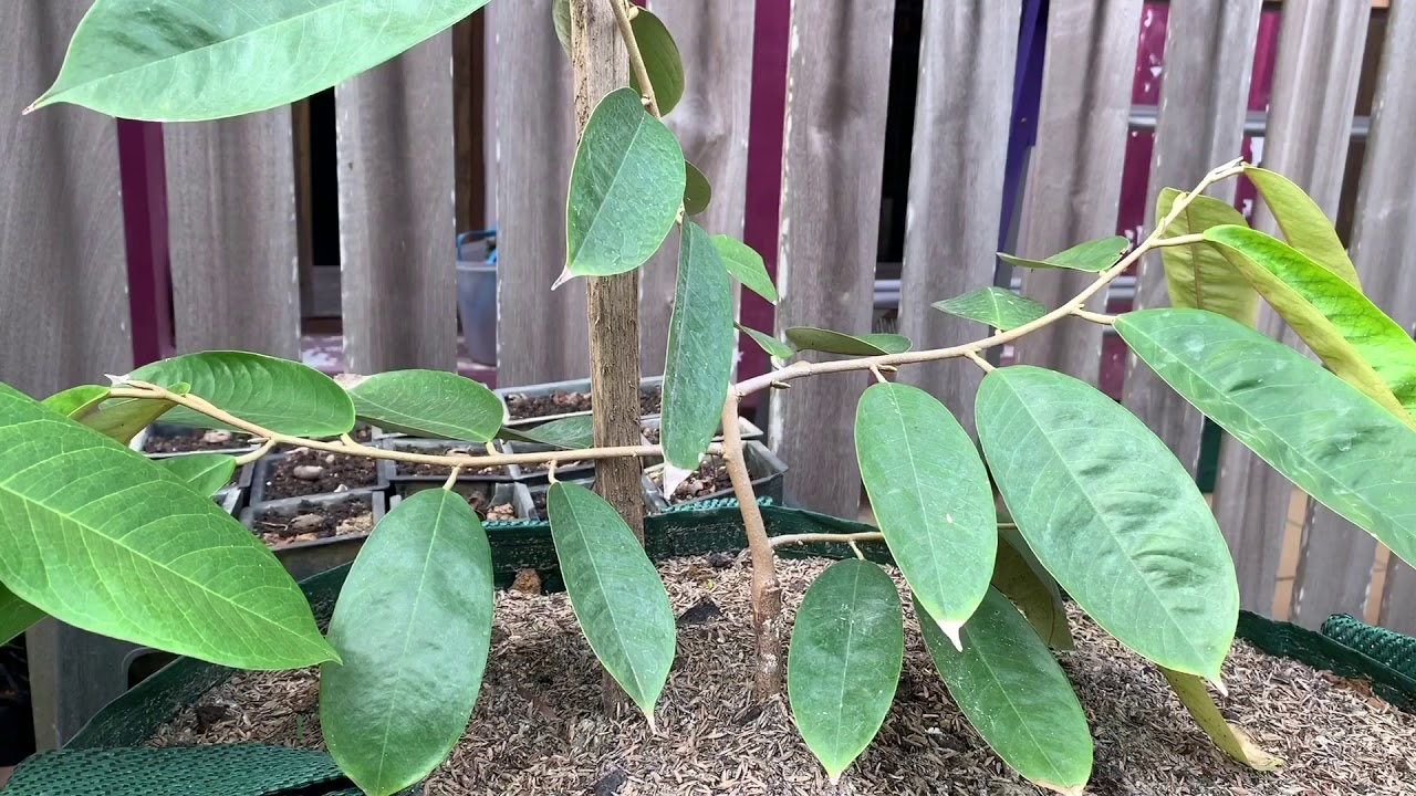 Melihat Lebih Dekat Ukuran Daun Mandong Aji, Mandong Kayan dan Mantuala ...