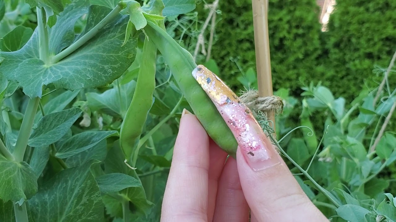 Extremely long thumb nail - Part 4 - YouTube