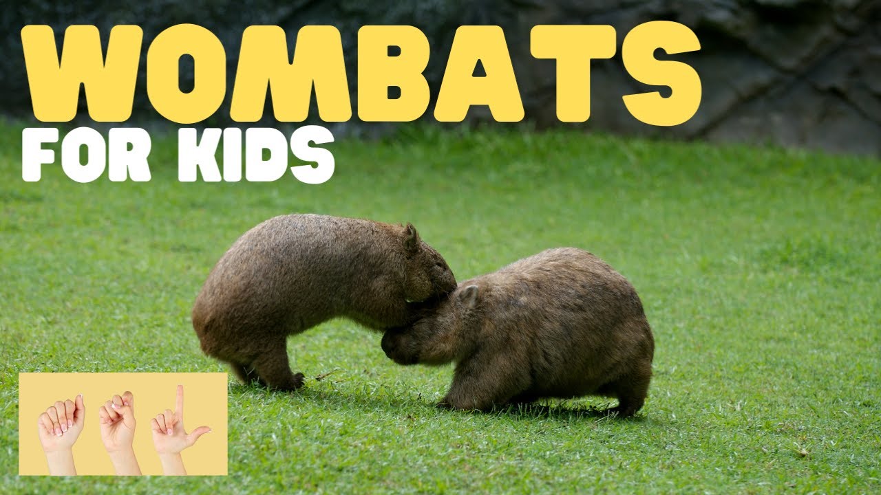 ASL Wombats for Kids - YouTube