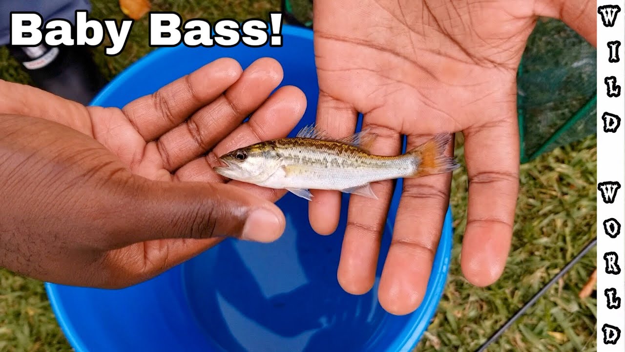 Baby Bass