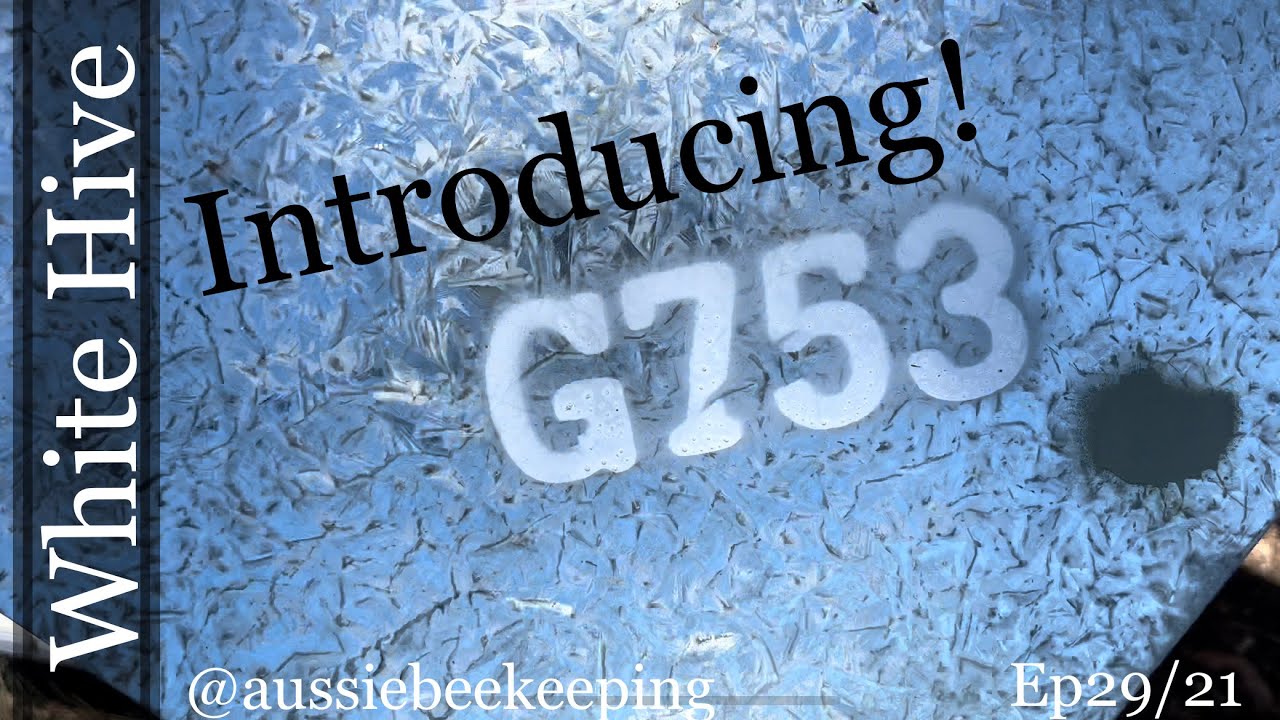 Aussie Bee Keeping - Introducing The White Hive - A Strong Start - 29 ...