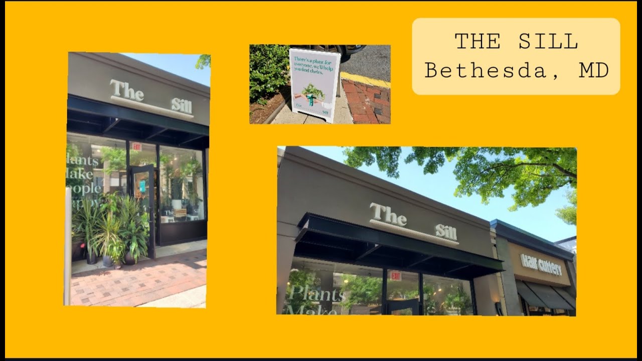 The Sill Plant Shop Visit in Bethesda, MD!!! (with soft bird 🐦 chirp ...