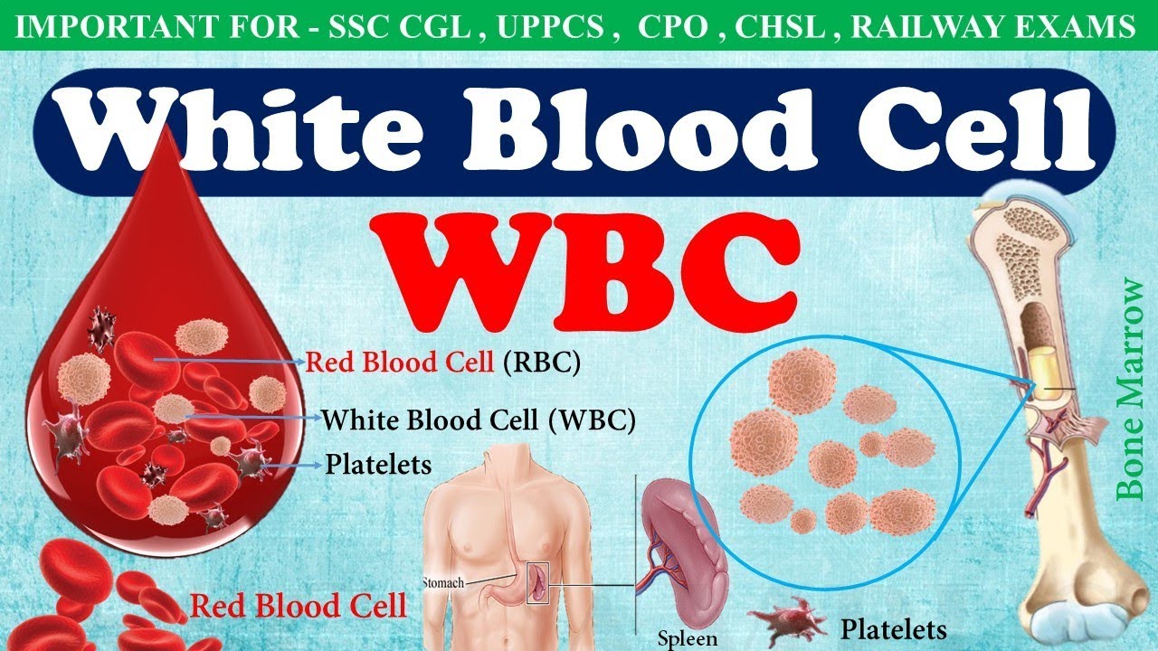 White Blood Cell WBC Or Leucocytes Function Of Wbc In Hindi WBC