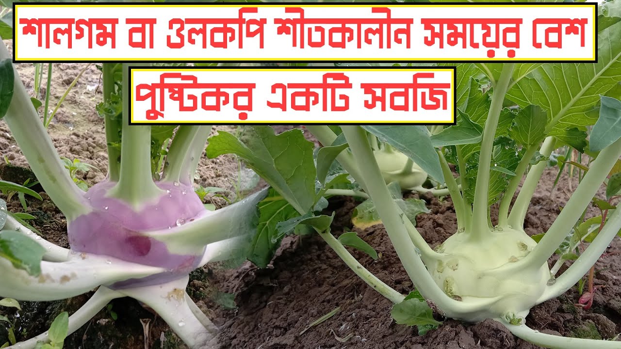 শালগম বা ওলকপি শীতকালীন সময়ের বেশ পুষ্টিকর একটি সবজি || Shalgom ...