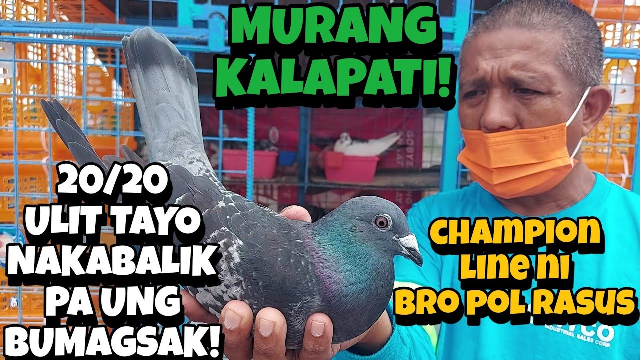 MURANG KALAPATI, PURO CHAMPION LINE! SWERTE NAKUMPLETO PA YUNG 1ST 20 ...