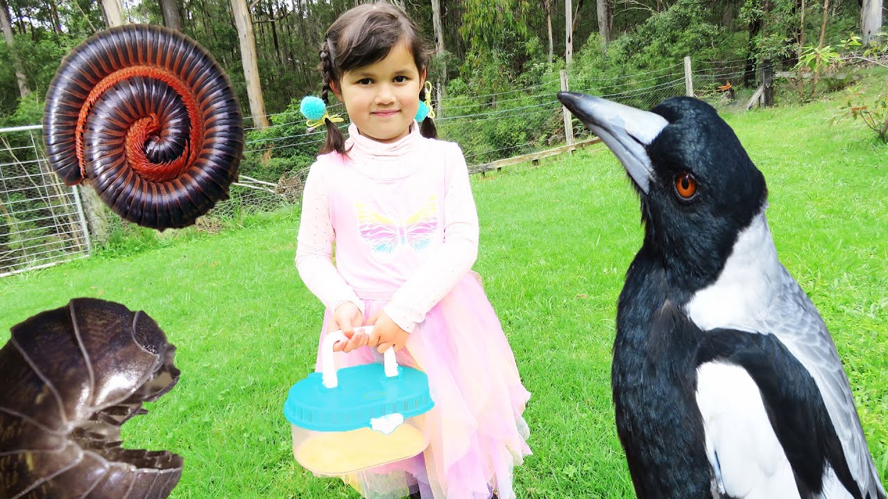 Zoe and Daddy Find Bugs In Australia Real Insects Bugs For Kids! Bugs ...