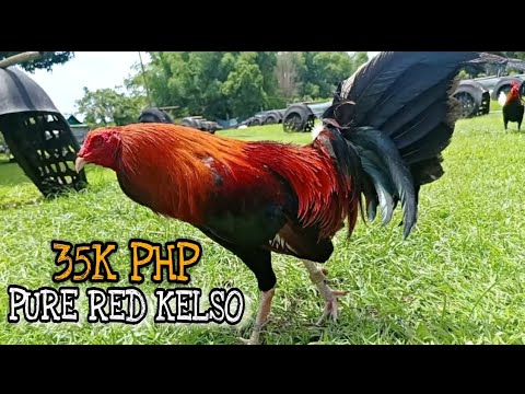 35K PURE RED KELSO - FIREBIRD GAMEFARM - BIBOY ENRIQUES - TANAY RIZAL ...