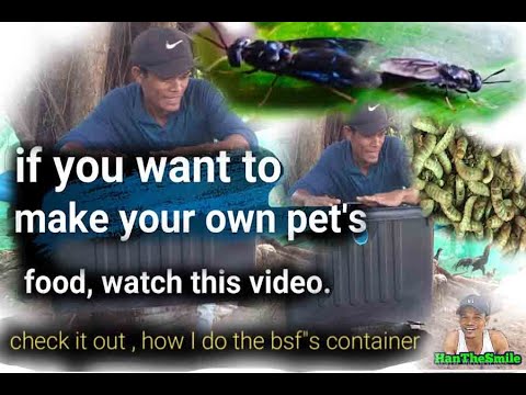 #bsf container part 3, collect bsf for chickens ប្រមូលដង្កូវអោយមាន់ញាំ ...