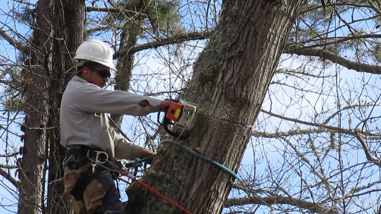 Dangerous Tree Cut Part 6- Expert Uses Stihl Chainsaw - YouTube