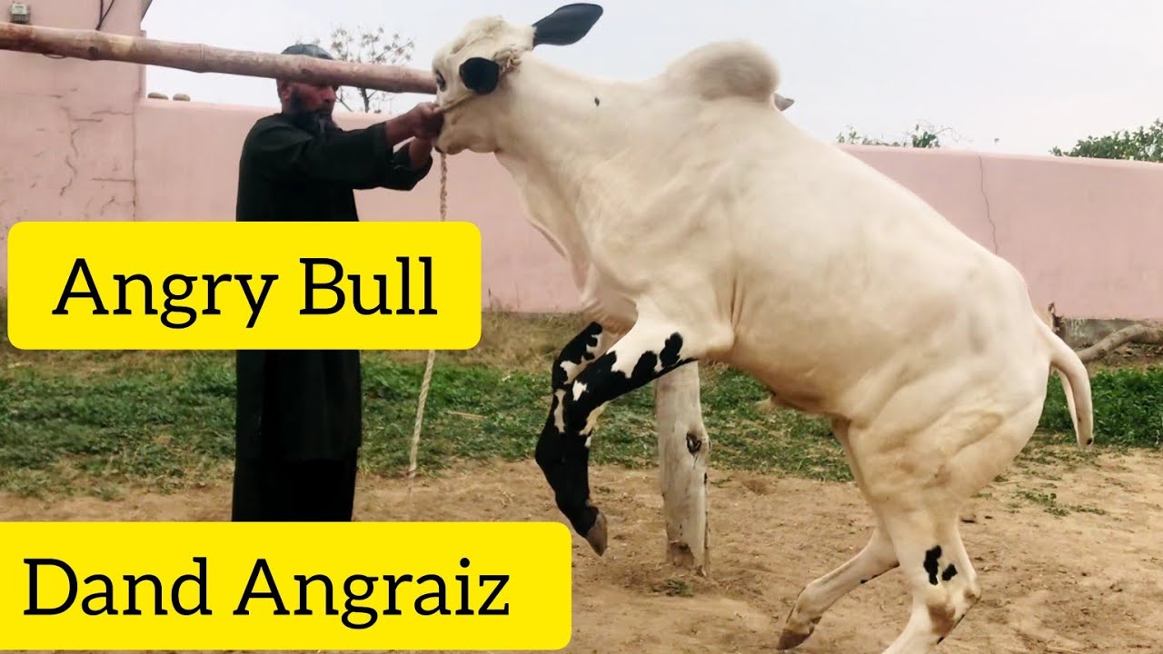 Dand Angraiz || Kacha Kheera for 2024 || Racer Beauty || Dera Molvi ...