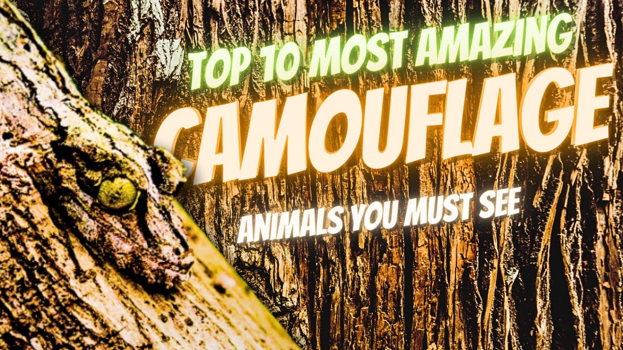 Top 10 Most Amazing Camouflage Animals You Must See - YouTube