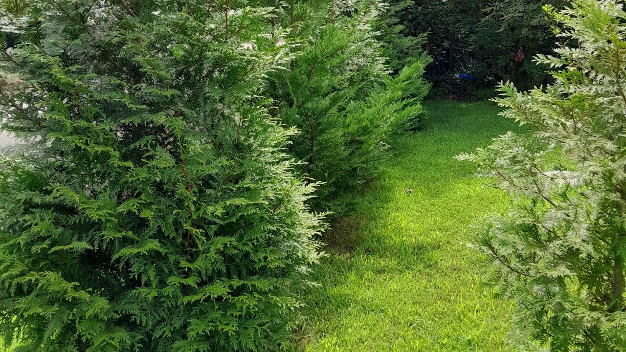 How to Plant LIVING FENCE! Complete Guide for Thuja Green Giants and ...