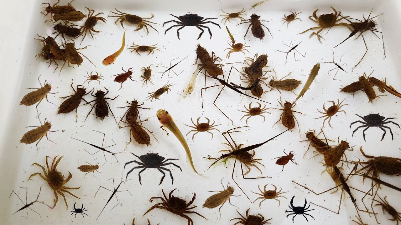 Recreational fishing, I collect many aquatic insects and shrimp crab ...