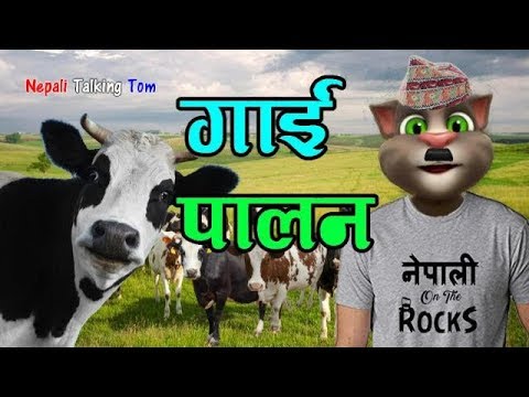 GAI PALAN (गाई पालन) GAI Comedy Video - Nepali Talking Tom - YouTube