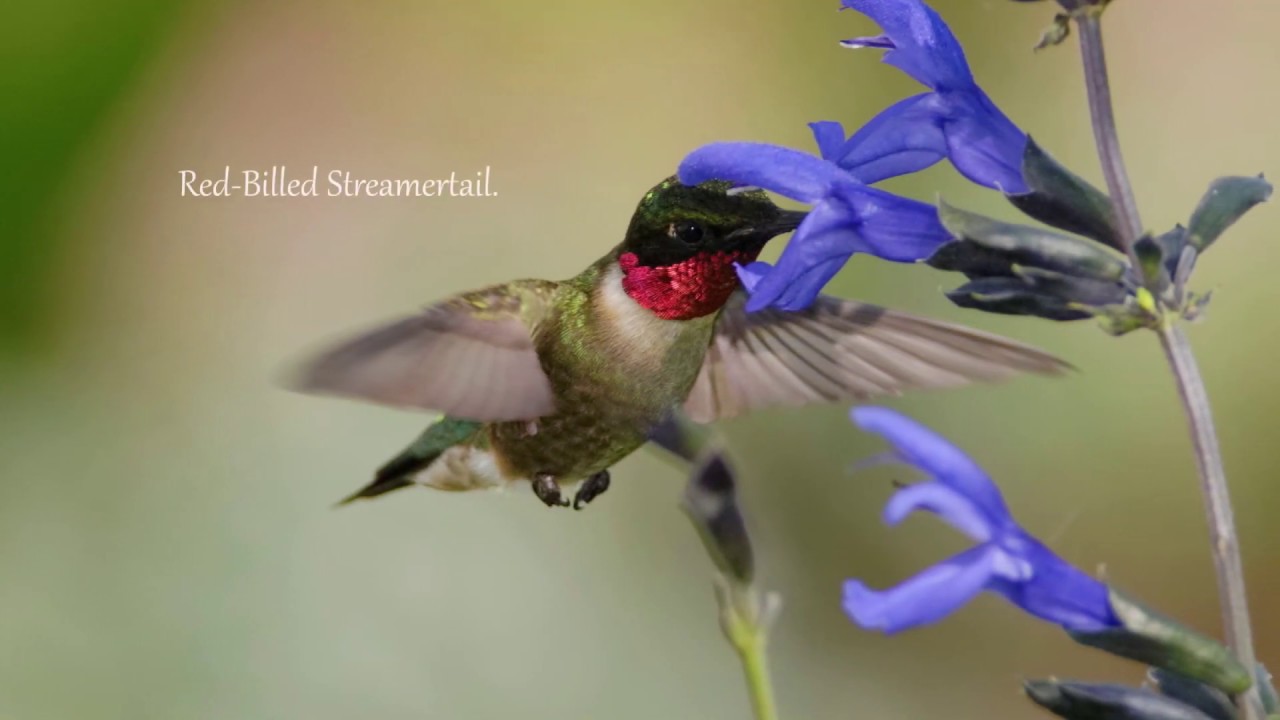 Interesting Hummingbird Species Names - YouTube