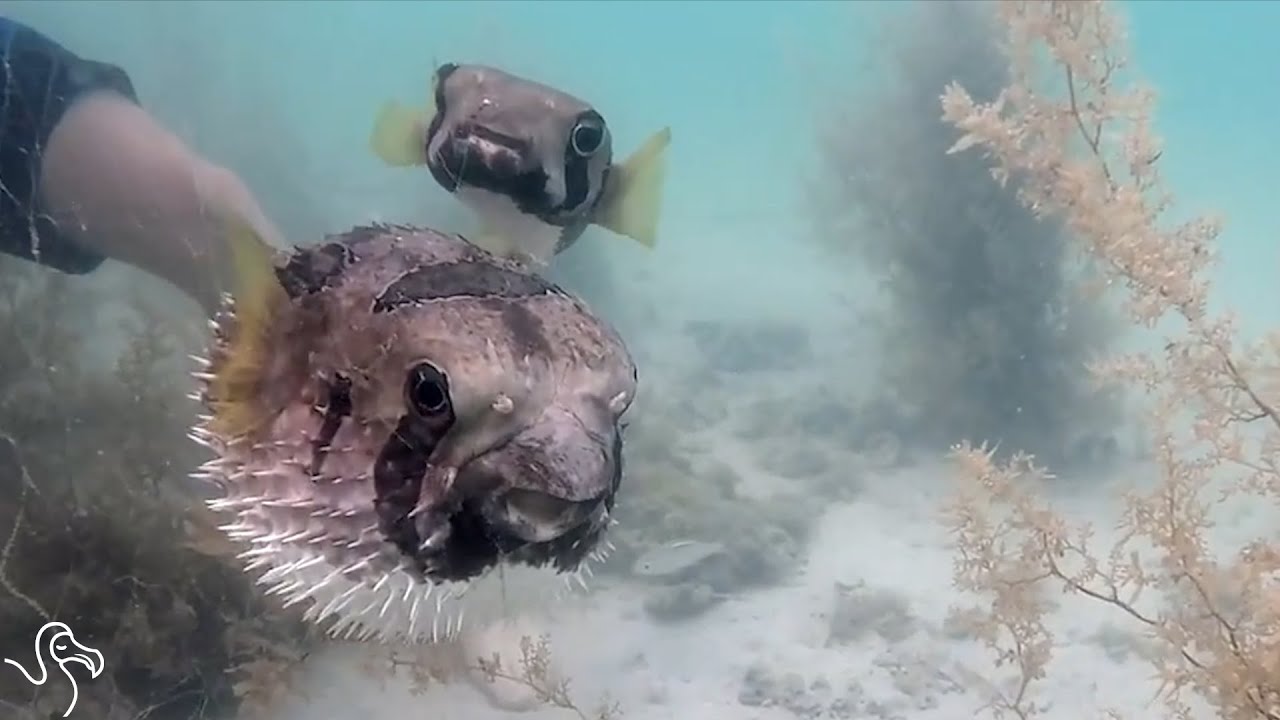 Fish Gets Trapped In Net, And His Friend Won't Leave His Side - YouTube