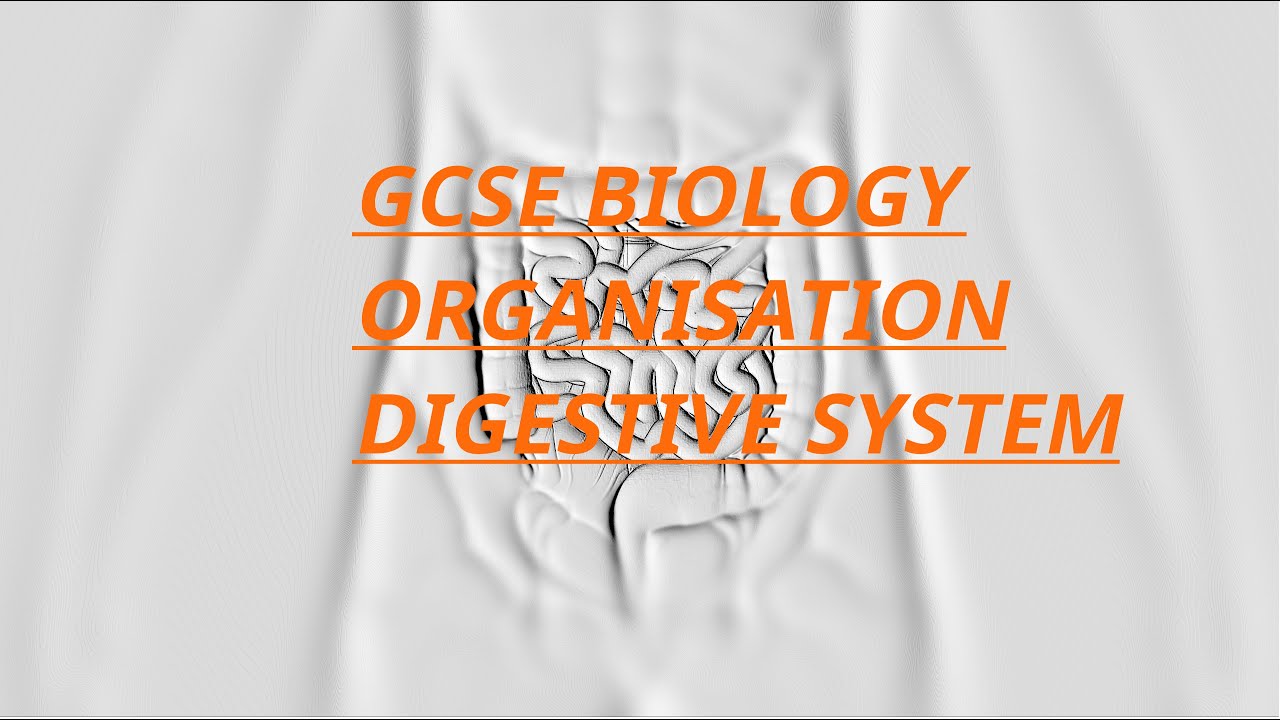 AQA GCSE/O-Level Biology - The Digestive System! - YouTube