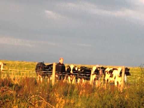 cow falls over - YouTube
