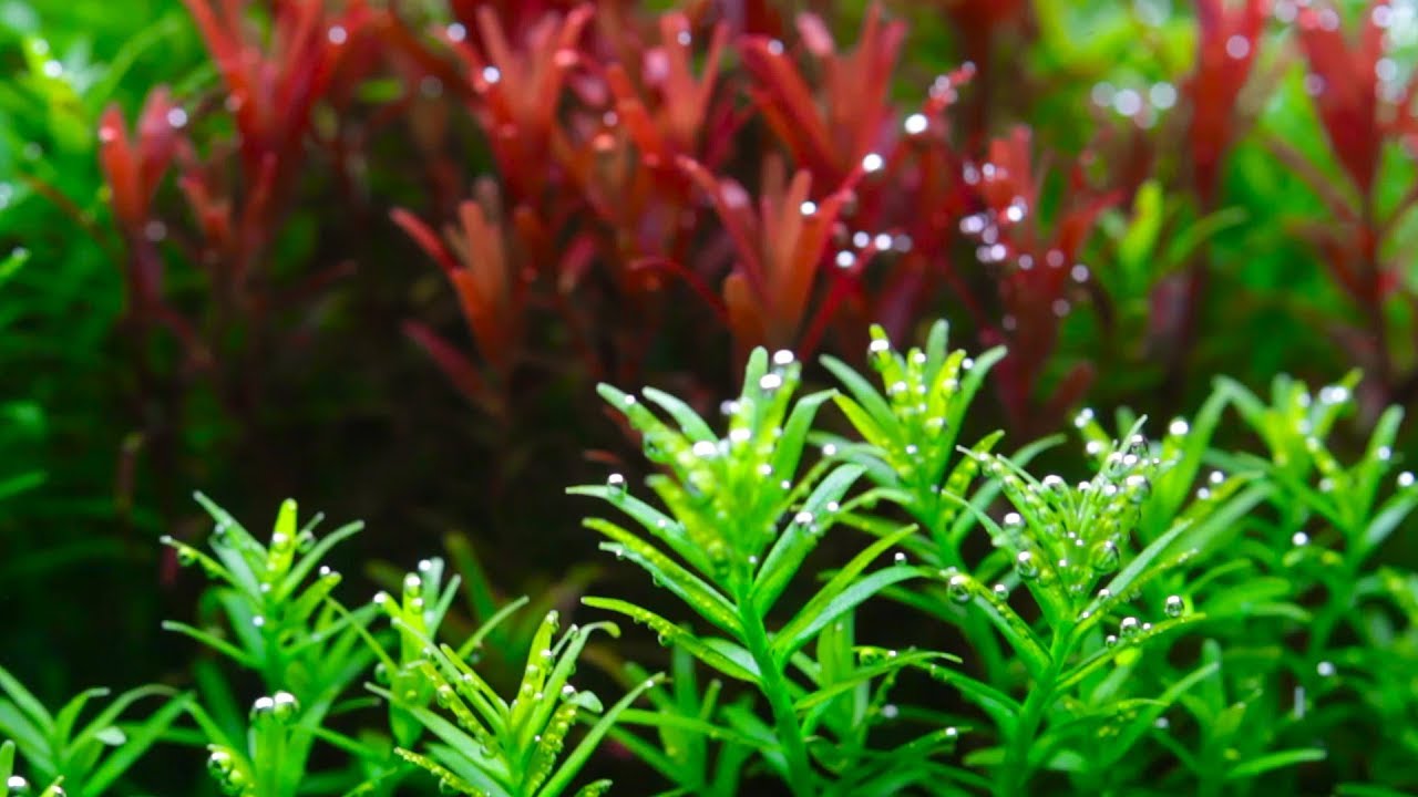 Rotala Green