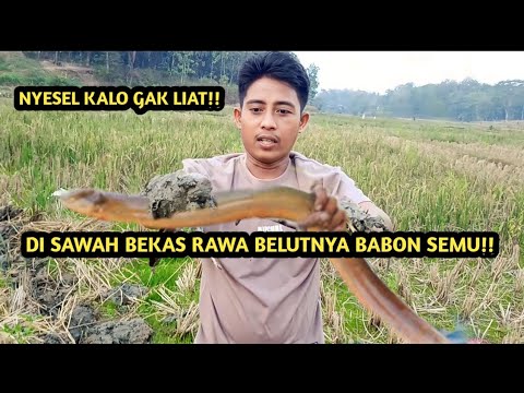 NGUKUY BELUT DI SAWAH BEKAS RAWA HASILNYA MELIMPAH!!#belut#ngukuy#hasilalam