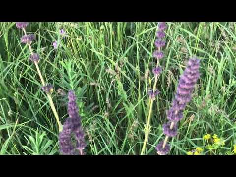 Sarıyoğurt otu,Aynısefa, kayışkıran