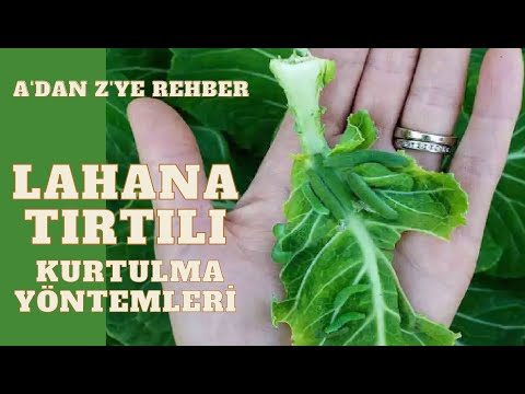 LAHANAYI TIRTILLARA YEDİRMEYİN 🥬 lahana kurt ve tırtıllarından kurtulma yöntemleri
