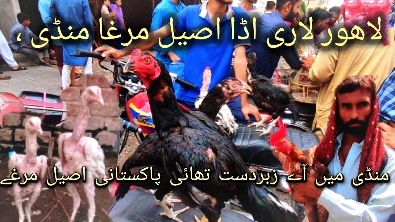Sunday Aseel Murga Mandi Lari Adda Lahore🥰|| Aseel Murga market 2023 ...