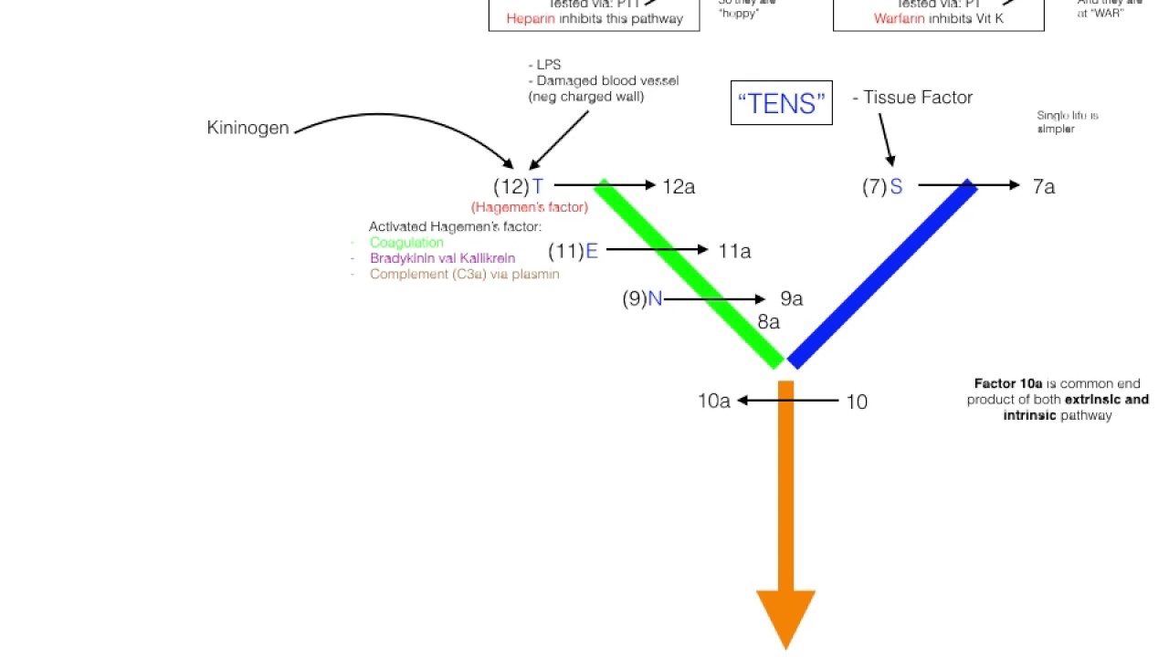 Coagulation Cascade Simple