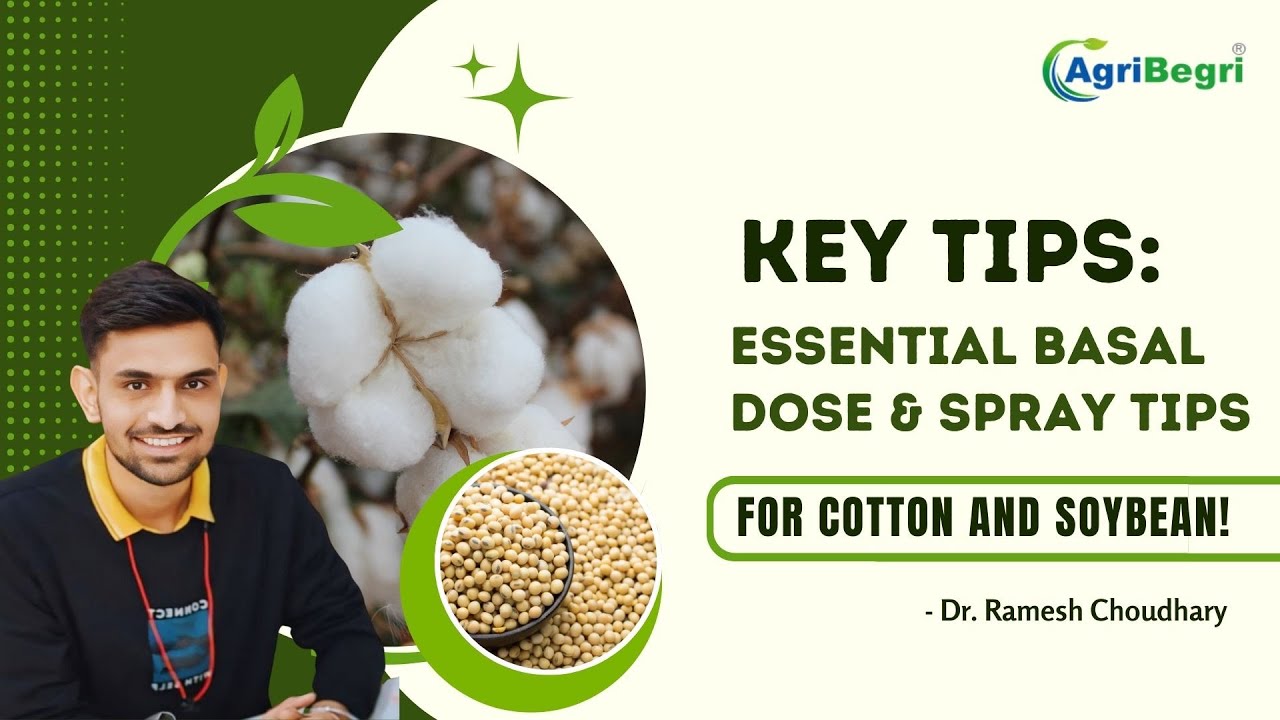 Boost Your Yields: Essential Basal Dose & Spray Tips for Cotton and ...
